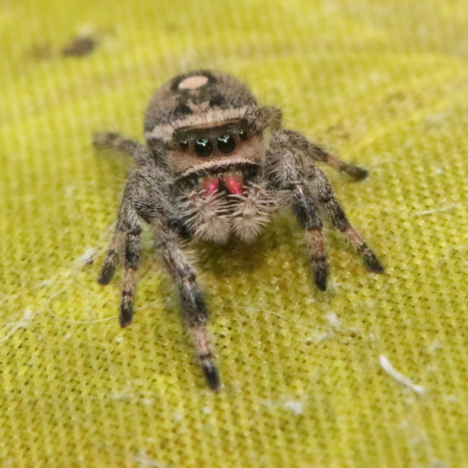 Regal Jumping Spider - Phidippus Regius - apalachicola - female