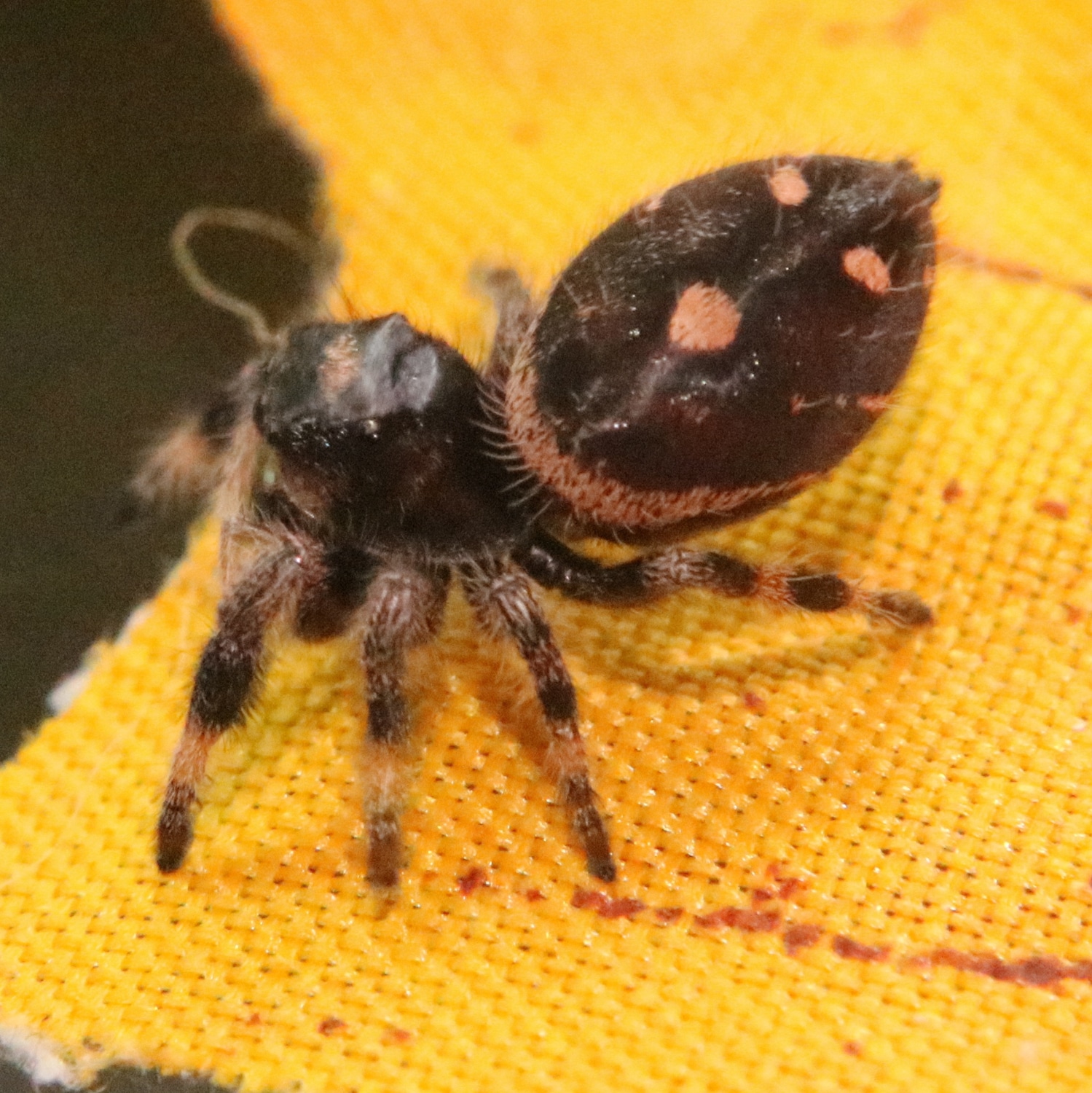 Regal Jumping Spider - Phidippus Regius - dark phase - female