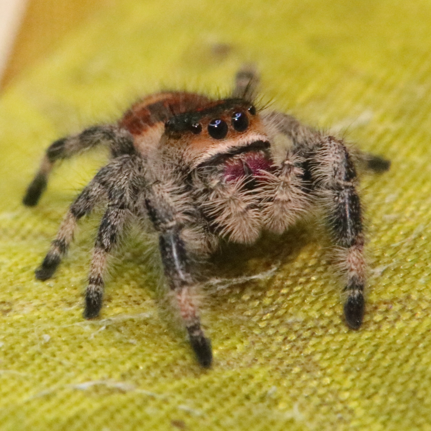 Regal Jumping Spider - Phidippus Regius - dragons breath - female