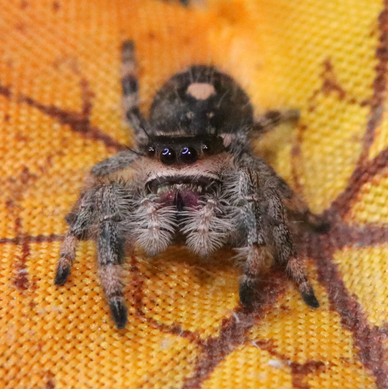 Regal Jumping Spider - Phidippus Regius - dark phase - female