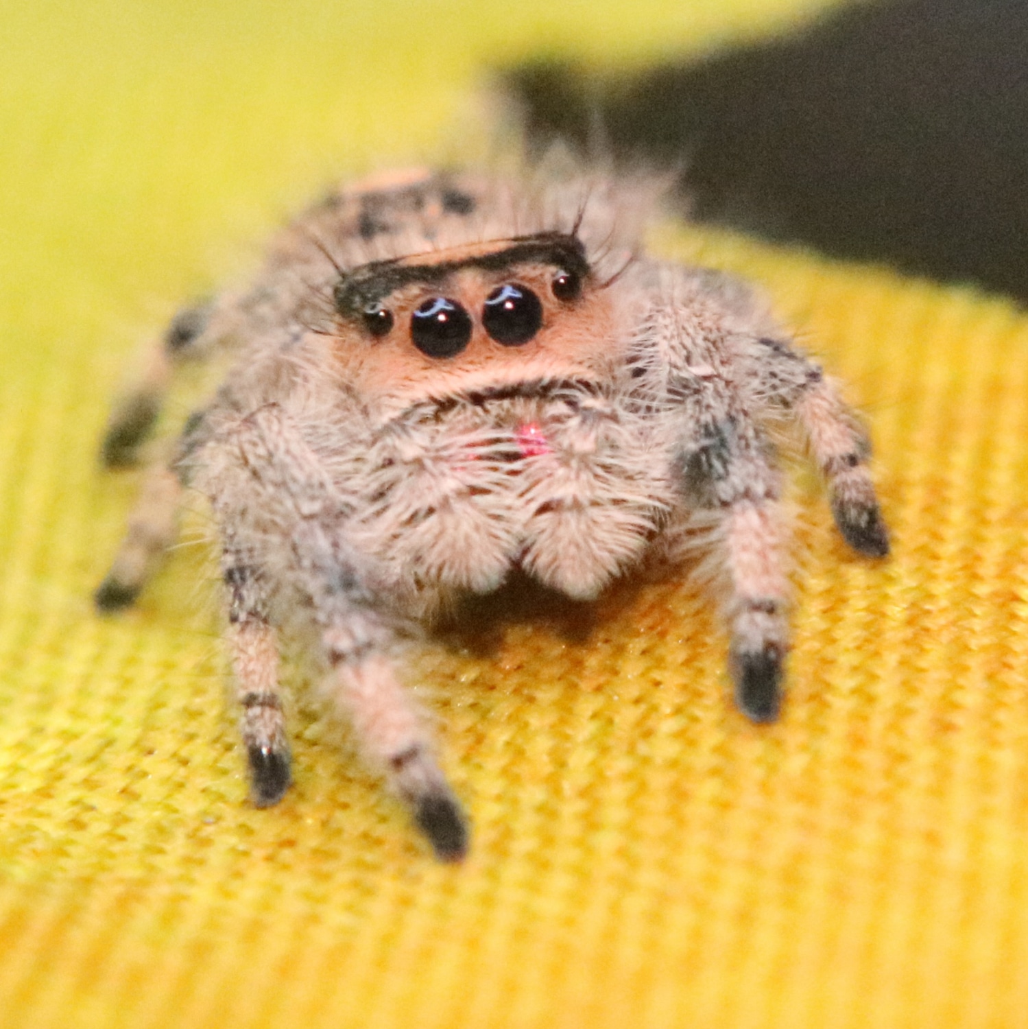 Regal Jumping Spider - Phidippus Regius - peach phase female