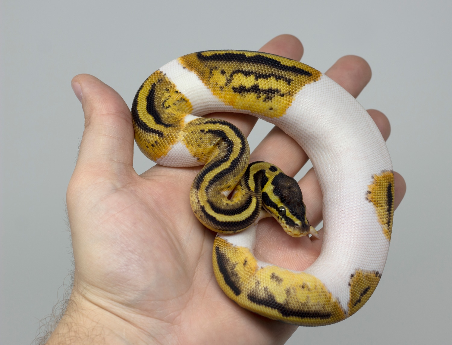 Pastel Pied Ball Python by Python World - MorphMarket