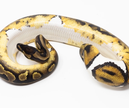 Pastel Super Leopard Orange Dream Banana Het Pied Ball Python by Python ...