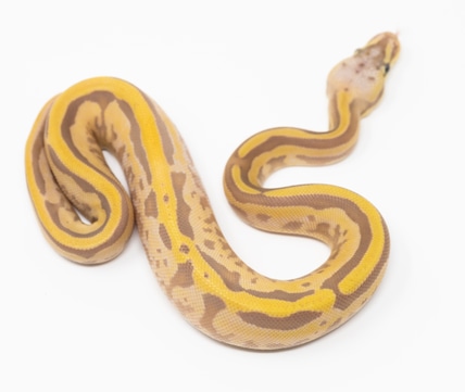 Pastel Super Leopard Orange Dream Banana Het Pied Ball Python by Python ...