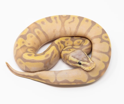 Pastel Super Leopard Orange Dream Banana Het Pied Ball Python by Python World - MorphMarket