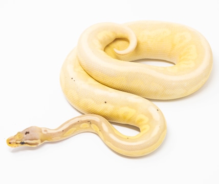 Pastel Super Leopard Orange Dream Banana Het Pied Ball Python by Python ...