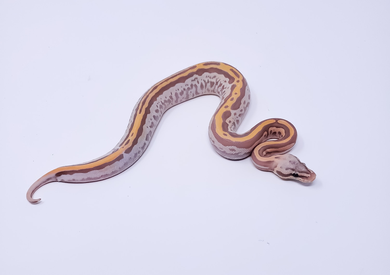 Pastel Super Leopard Orange Dream Banana Het Pied Ball Python by Python ...