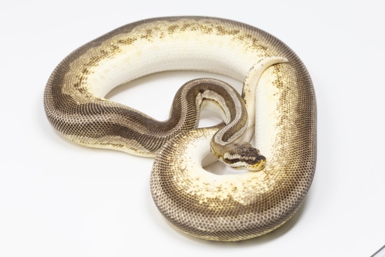 RTB Leopard Orange Dream Cinnamon Het Pied Ball Python by Python World