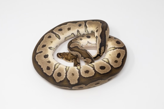 RTB Clown Het Lavender Het Pied Ball Python by Python World