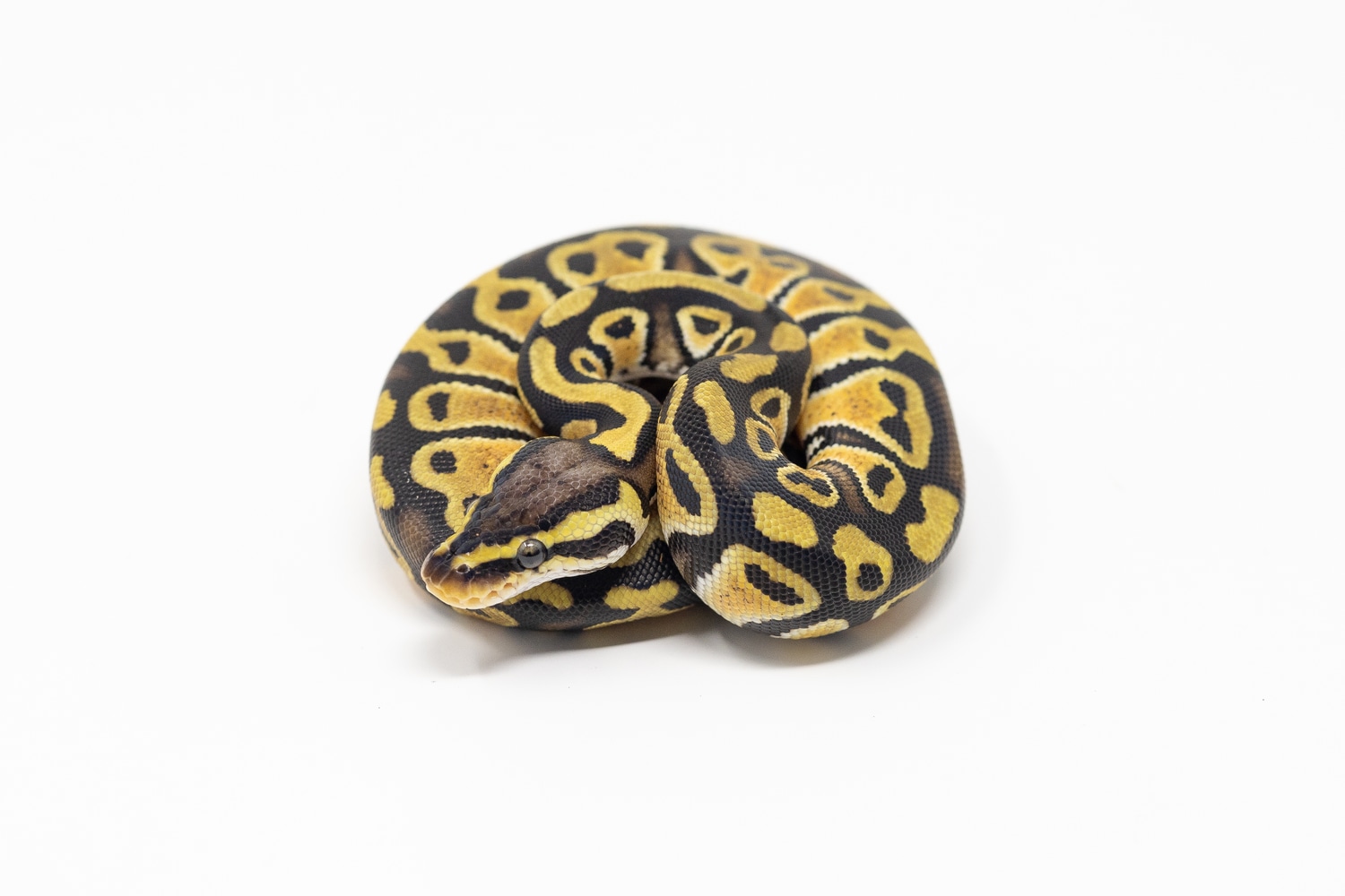 Pastel Het Clown Het Pied 50% Het Lavender Albino Ball Python by Python ...