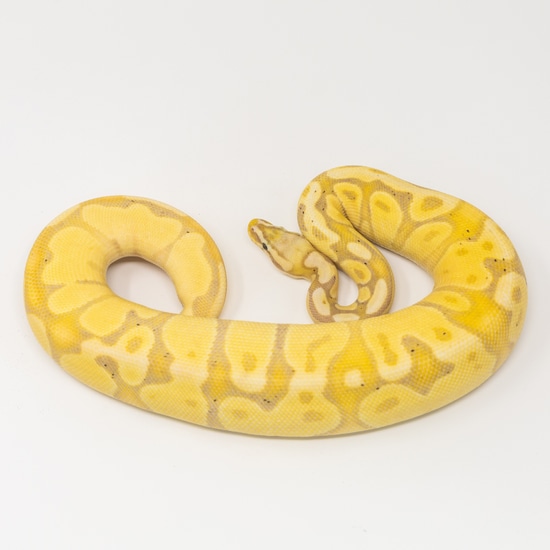 Orange Dream Banana 100% Het Pied Ball Python by Python World