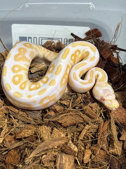25-C2-H6 Ball Python by Outsider Reptiles