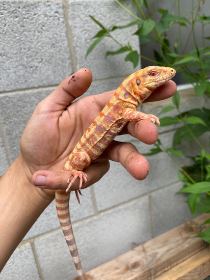 Purple Reign X Light Phase Albino Hybrid Other Tegus by Creekside exotics