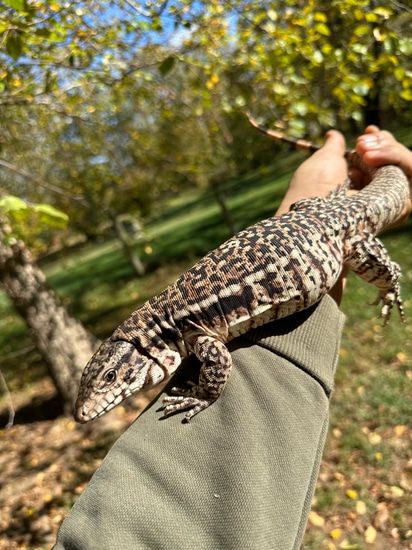 100% Het Albino Pure Red Argentine Tegus by Creekside exotics