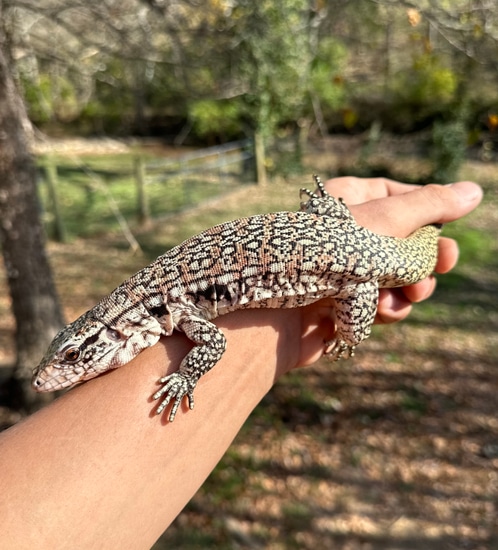 High White Coral Line Ruby Red 100% Het Albino Argentine Tegus by ...