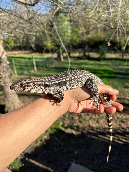 🔥Coral Line Ruby Red 100% Het Albino🔥 Argentine Tegus by Creekside exotics