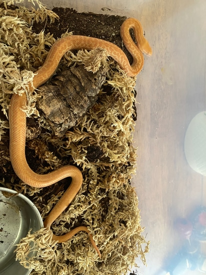 T-Albino House Snake by Roaring Reptiles NY