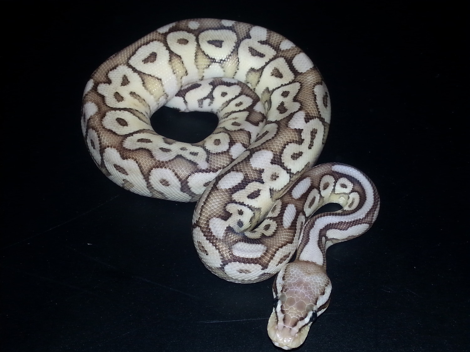 Cinnamon Mojave Pastel Spider Ball Python by Pete's Pythons - MorphMarket