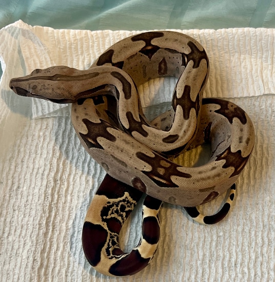 Florida Redtail Suriname True Red-Tailed Boa Constrictor by D&k collection