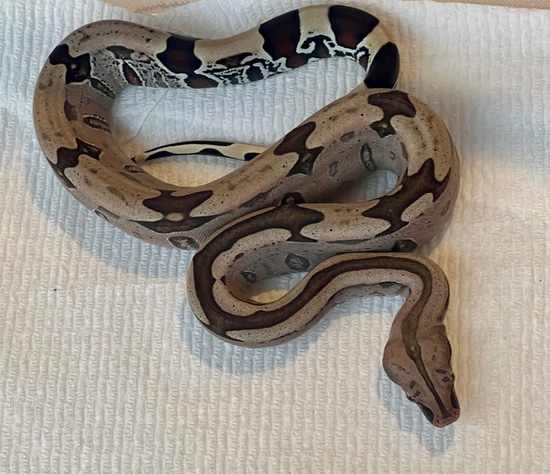 Florida Redtail Suriname True Red-Tailed Boa Constrictor by D&k collection