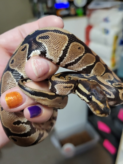Baby Of A Gravid African Import Ball Python by TookHisBallz Ball Pythons