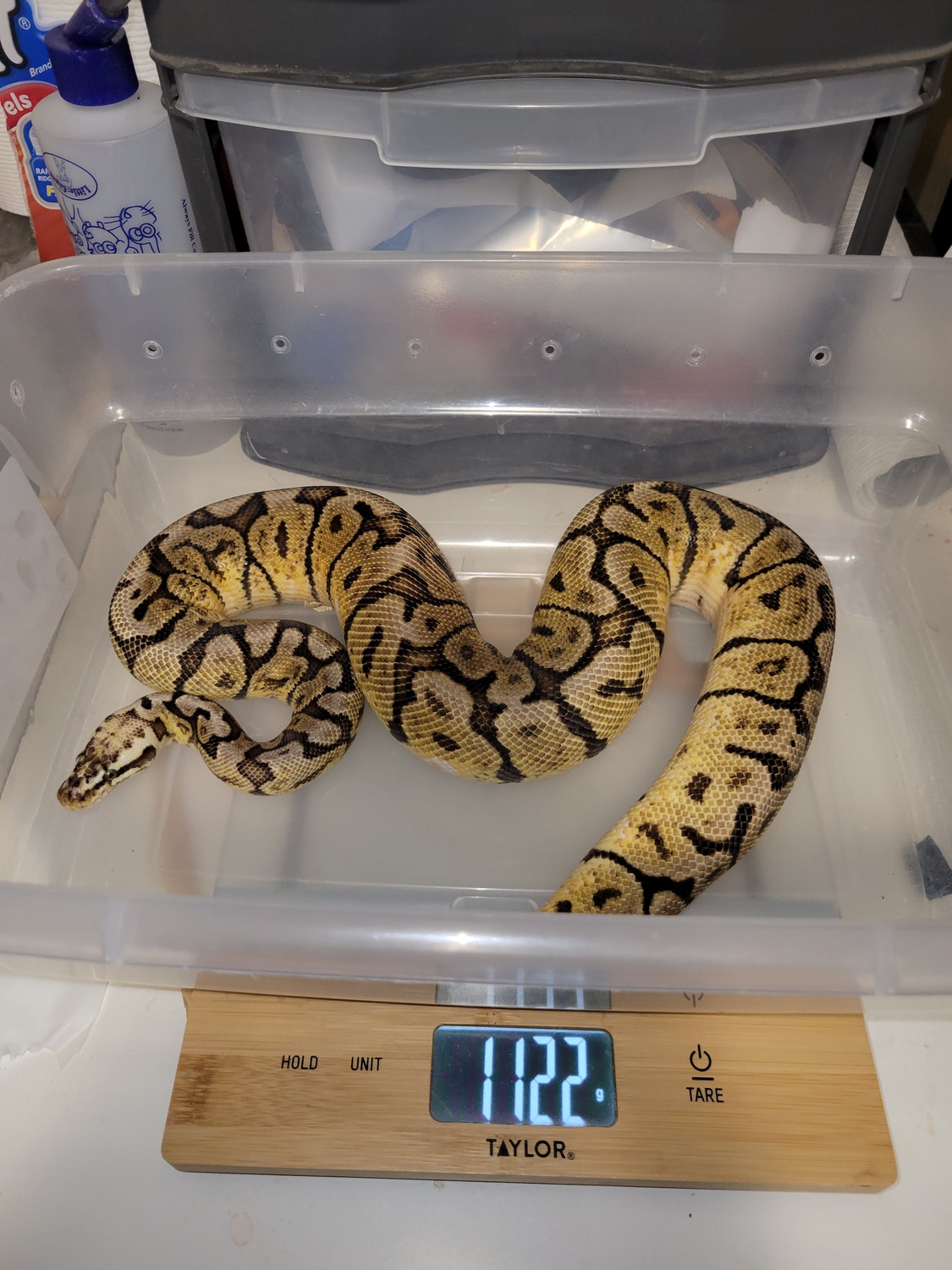 2020 Female GHI, Bumblebee, Pos Het Trick, Pos Het Mojave Ball Python ...