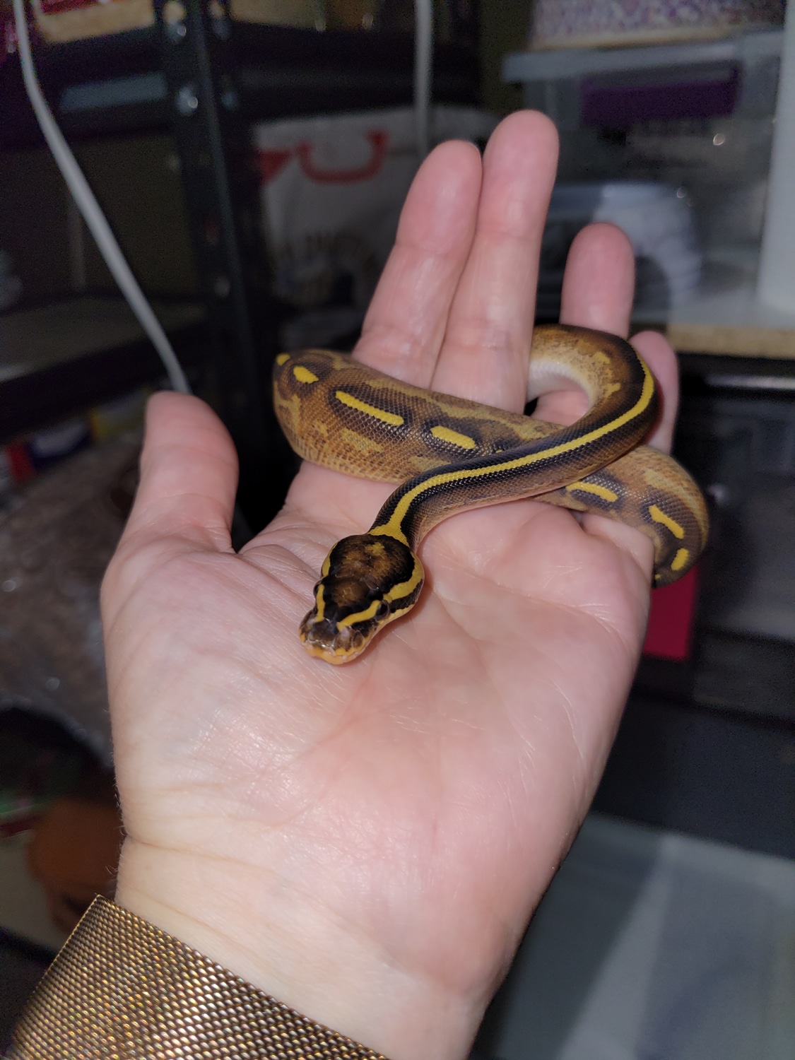 2022 Female (Mardi Gras) Super Enchi, Freeway Ball Python by ...