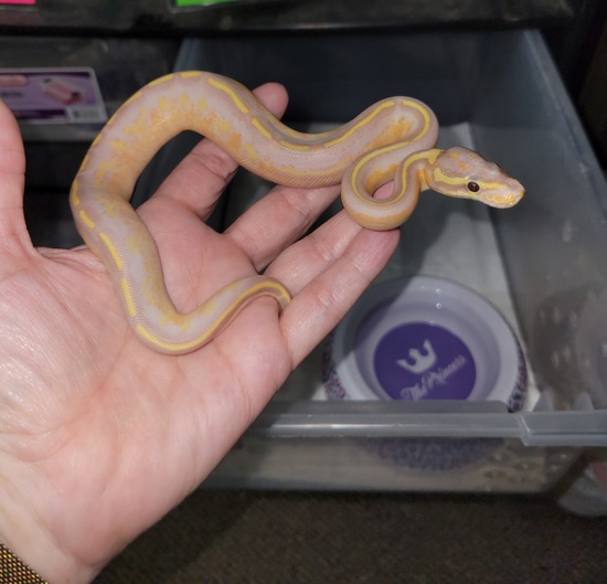 2022 Female Banana (Mardi Gras) Super Enchi, Freeway Ball Python by ...