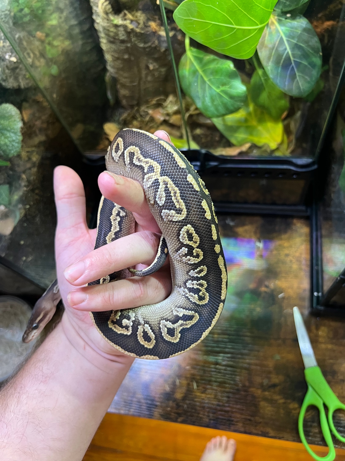 Mystic Ball Python by At home reptiles - MorphMarket