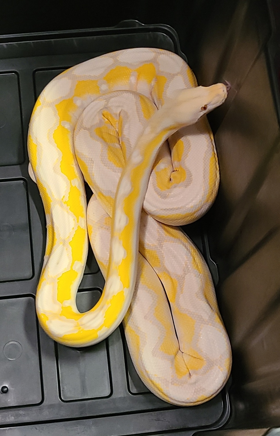 Motley Lavender Albino Reticulated Python by Scarberry Retics - MorphMarket