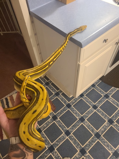 Phantom Sunfire Genetic Stripe Reticulated Python by Scarberry Exotics