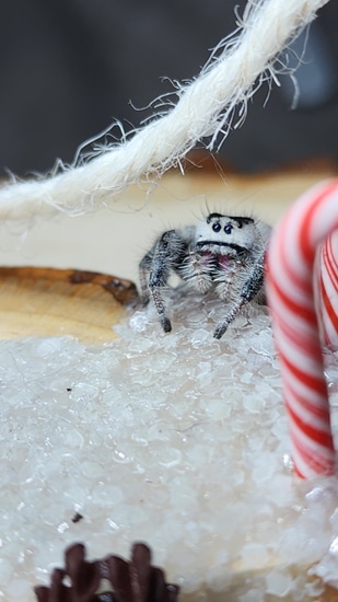 White Phase Regal Jumping Spider ( Unsexed) by The Spood Stop