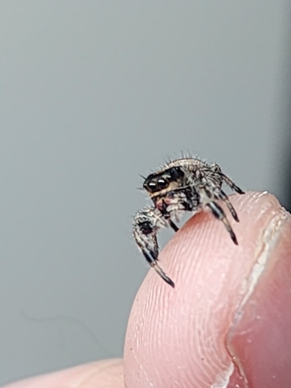 D074 Appalachicola Regal Female I6 Jumping Spider by The Spood Stop
