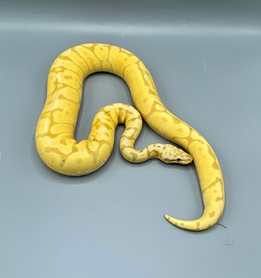 Banana Ghi Bumblebee Ball Python by D.J reptiles