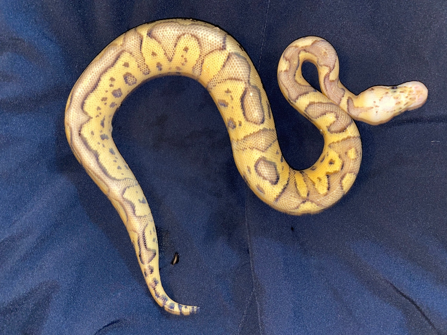 Firefly Clown Ball Python by Damien’s pythons and boas - MorphMarket