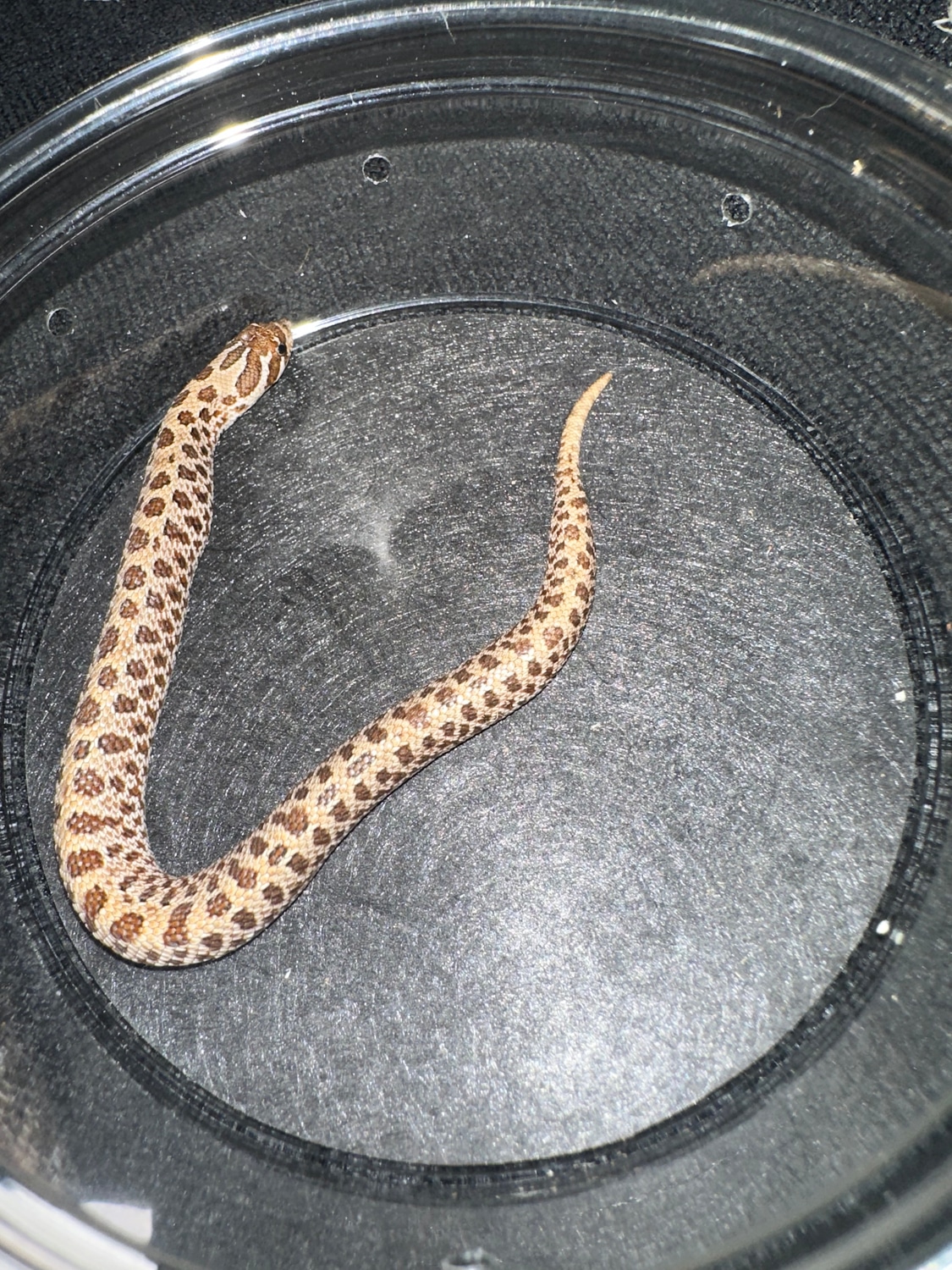 Arctic Het Coral Western Hognose by Damien’s pythons and boas - MorphMarket