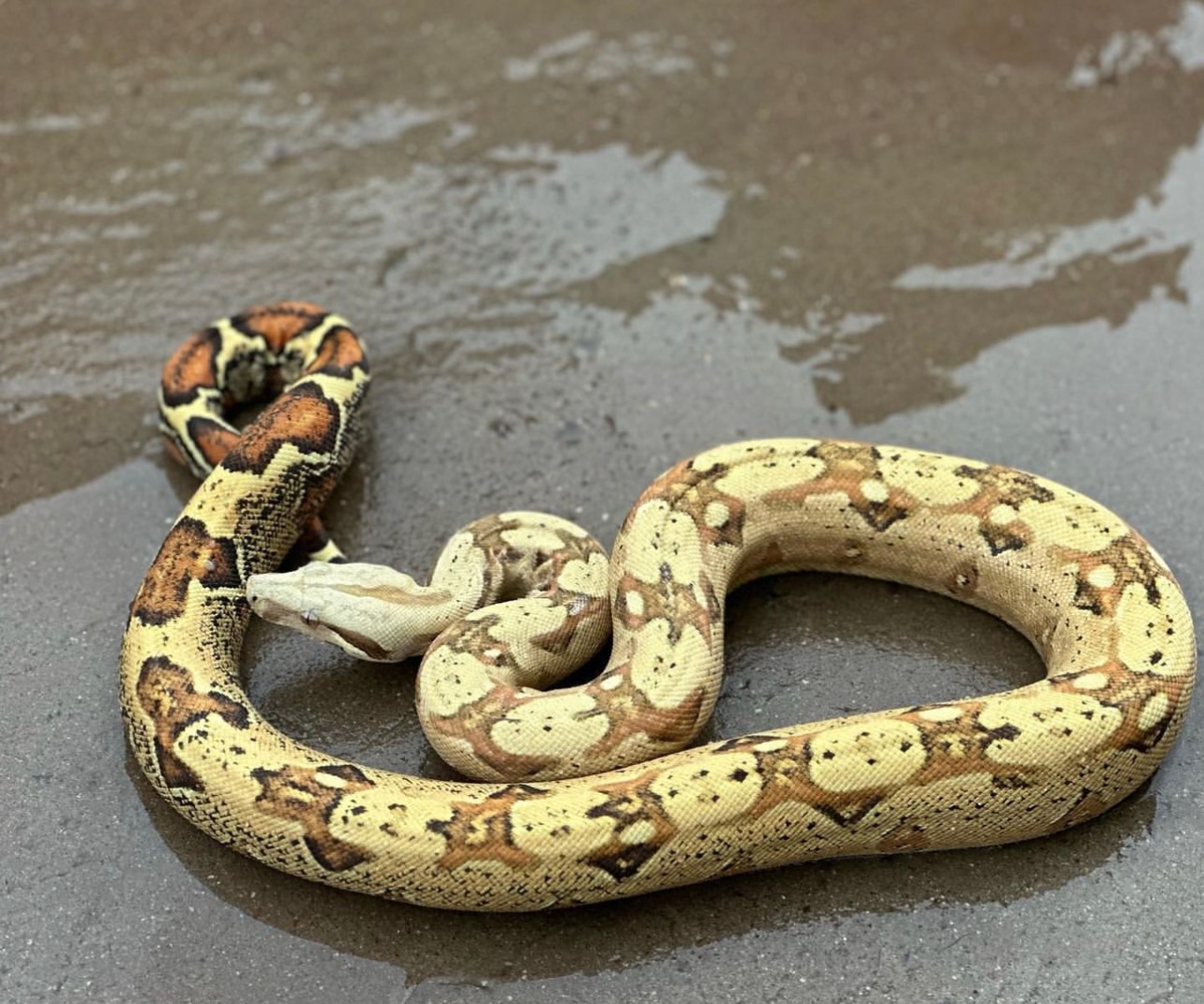 Pink Panther Vpi Pos Het Leopard Boa Constrictor by Damien’s pythons ...