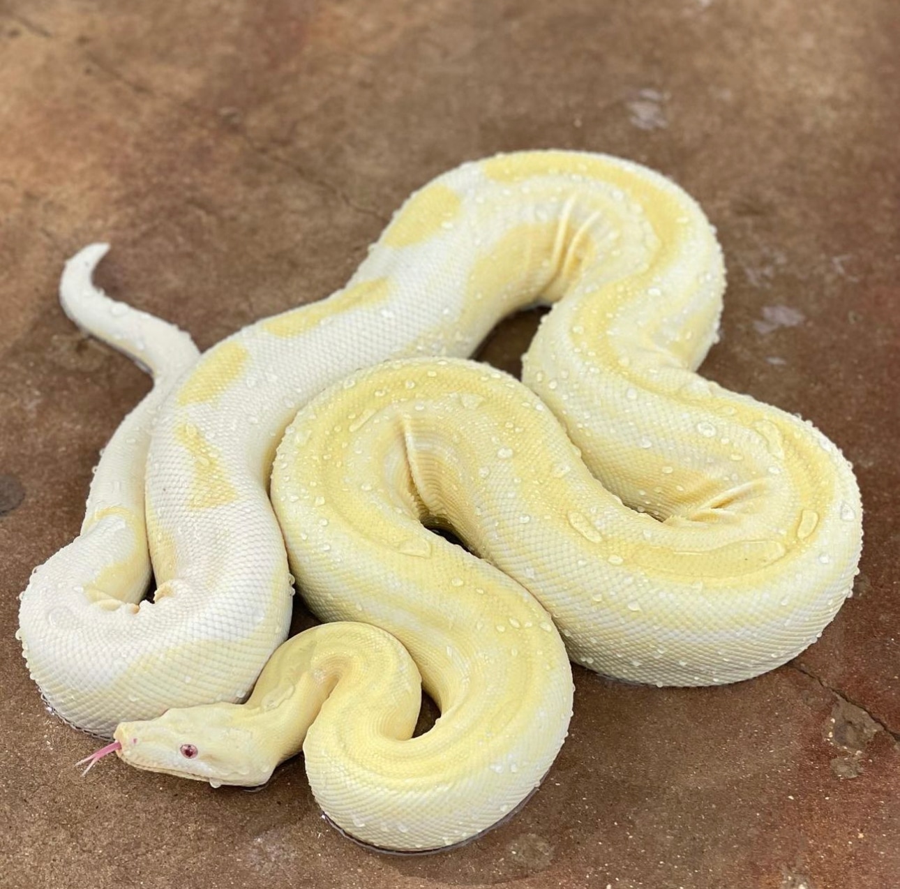 Albino Motley Boa Constrictor by Damien’s pythons and boas - MorphMarket