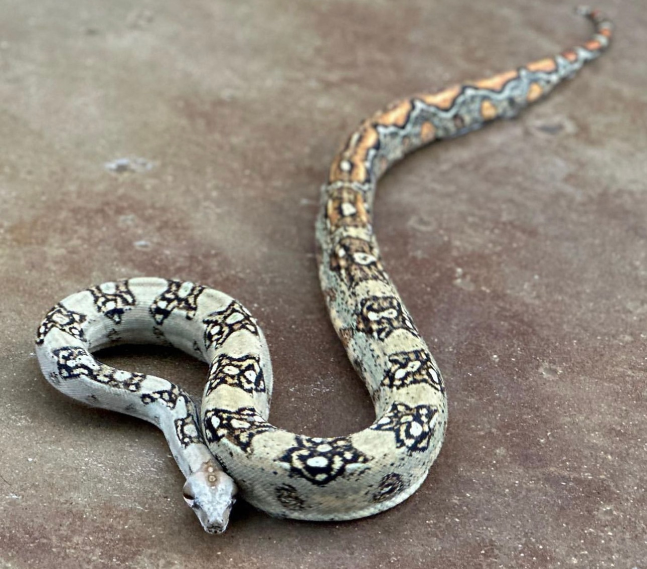 Pink Panther Pos Het Habanero Boa Constrictor by Damien’s pythons and ...