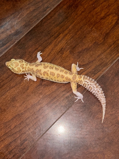 Red Stripe Raptor Leopard Gecko by Damien’s Reptile Ranch