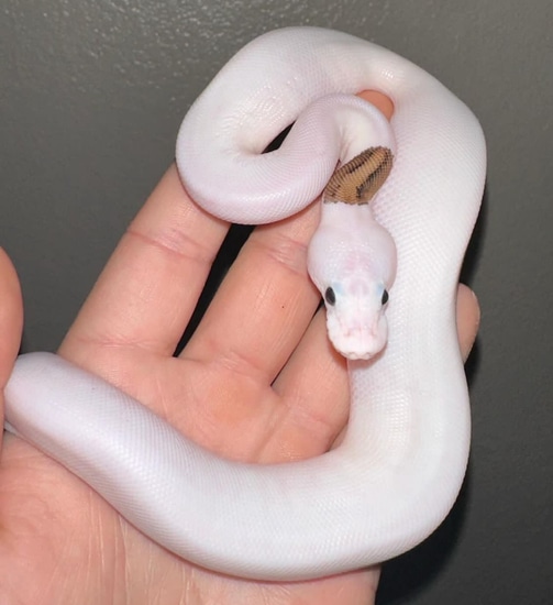 Black Pastel Russo Pied Ball Python by Damien’s Reptile Ranch