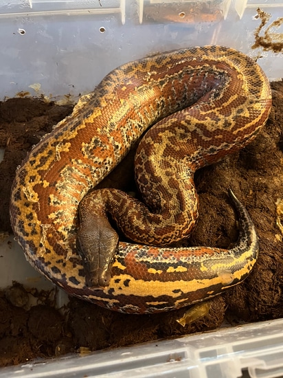 Batik Blood Python by Damien’s Reptile Ranch