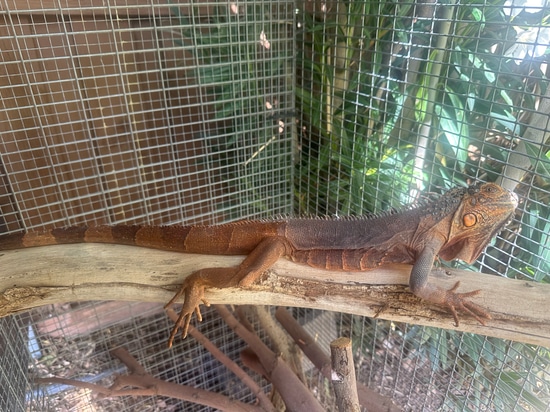Super Red Green Iguana by Damien’s Reptile Ranch