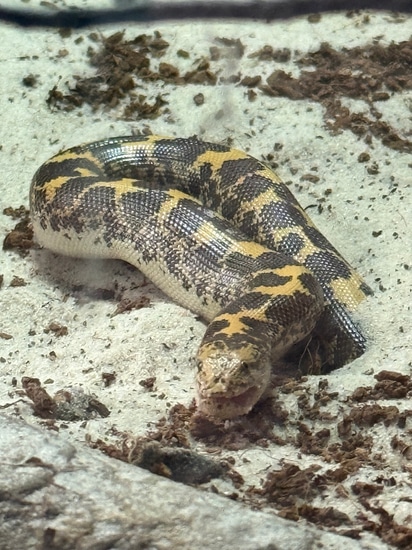 Normal Kenyon Sand Boa Kenyan Sand Boa by Sparks noodles