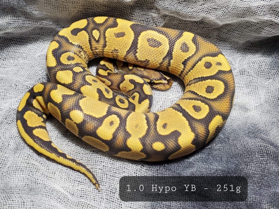 1.0 Hypo YB Ball Python by Lady Lindsay & Dammit Dave's Demon Seeds