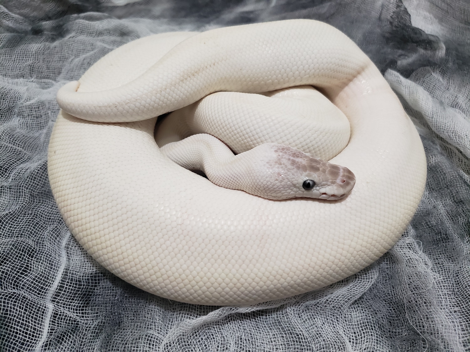 Bamboo Mojave Ball Python by Lady Lindsay & Dammit Dave's Demon Seeds ...