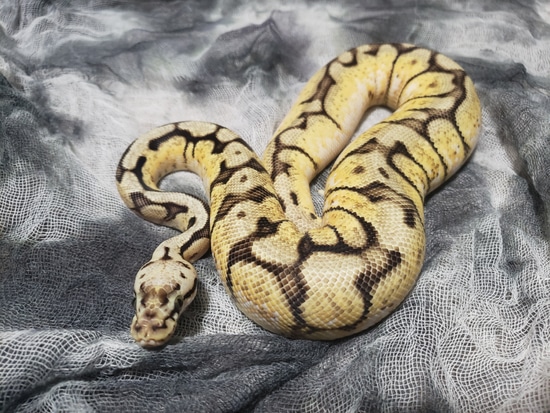 Bumblebee Yellow Belly Ball Python by Lady Lindsay & Dammit Dave's ...