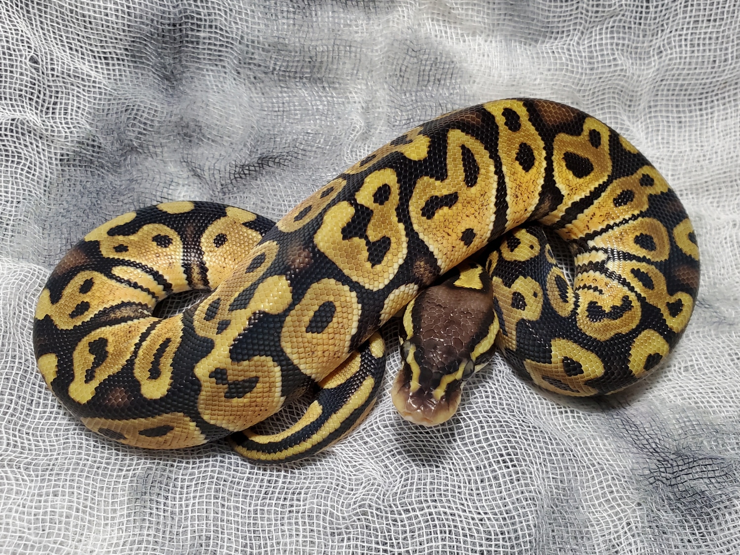 Pastel Pos Trick Ball Python by Lady Lindsay & Dammit Dave's Demon ...