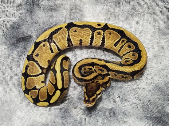 Specter Het VPI Ball Python by Lady Lindsay & Dammit Dave's Demon Seeds
