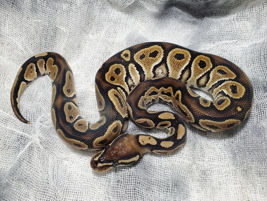HRA Het VPI Axanthic Ball Python by Lady Lindsay & Dammit Dave's Demon ...